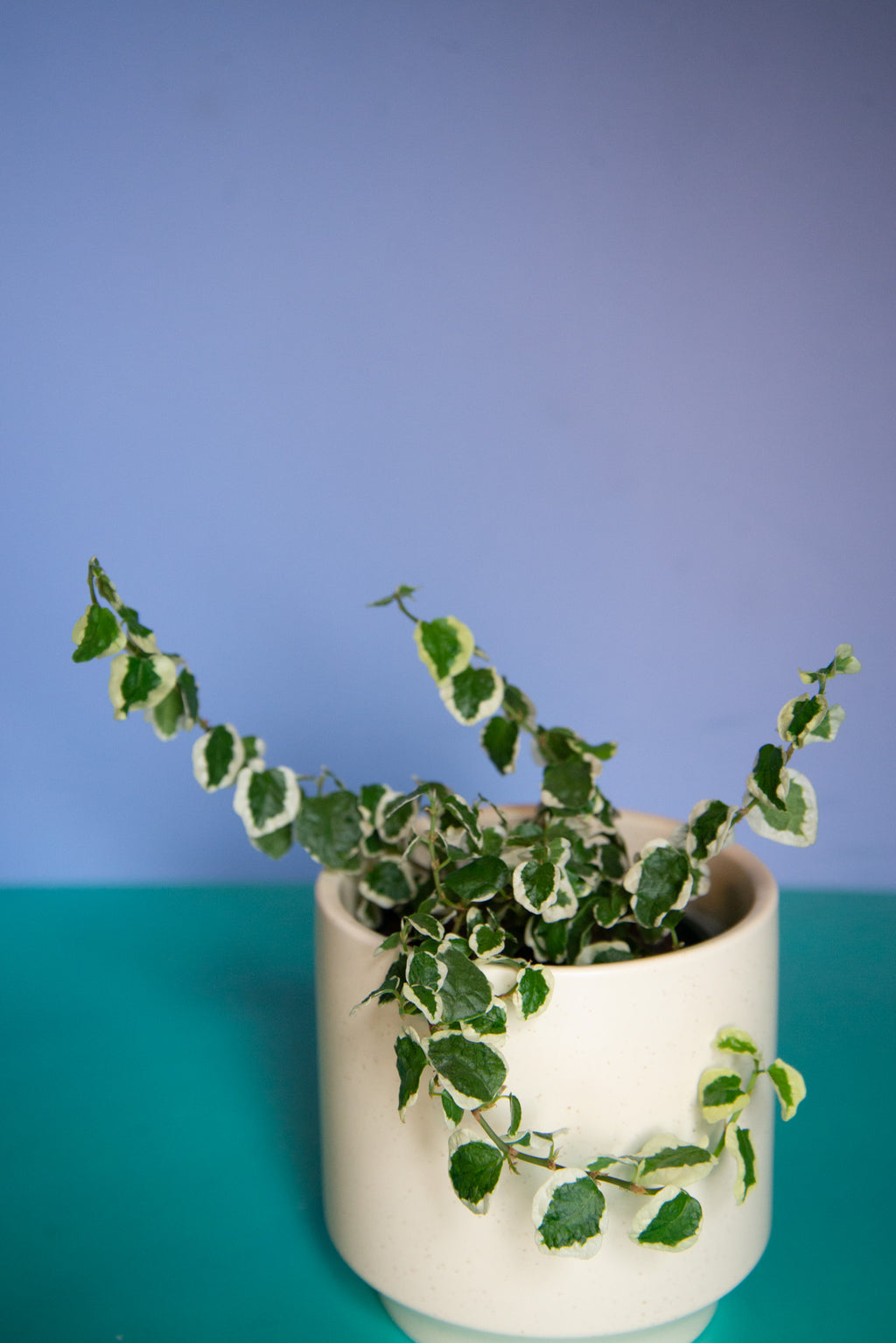 Ficus Repens – PLNTR